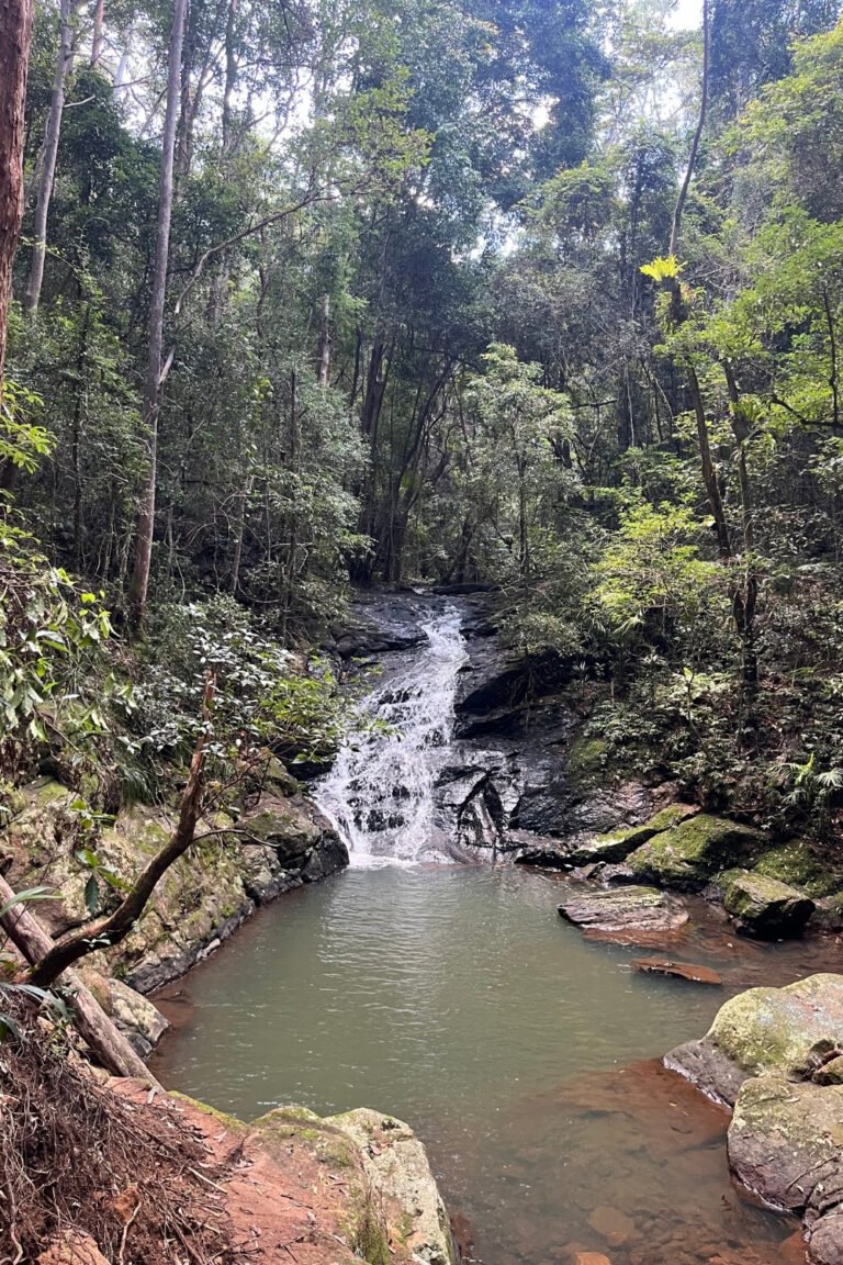 Sunshine Coast Hinterland Great Walk: A Complete Guide